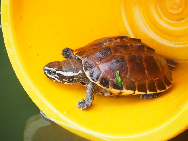 Turtle stock image. Image of bucket, wild, water, thai - 44241035