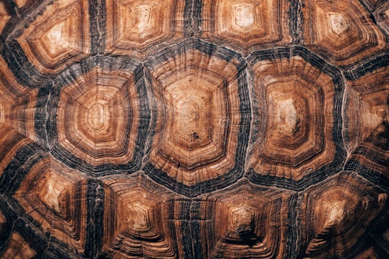 170+ Turtle texture Free Stock Photos - StockFreeImages