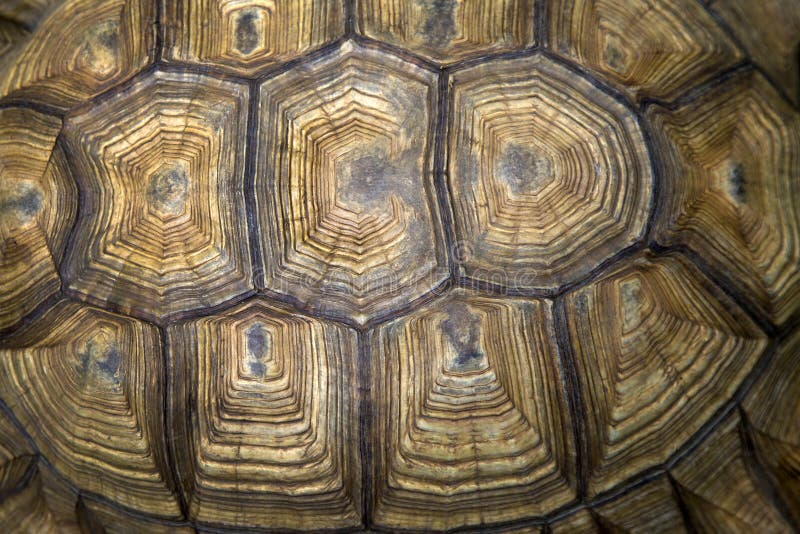 Sea turtle back stock photo. Image of pattern, water, back - 9826556