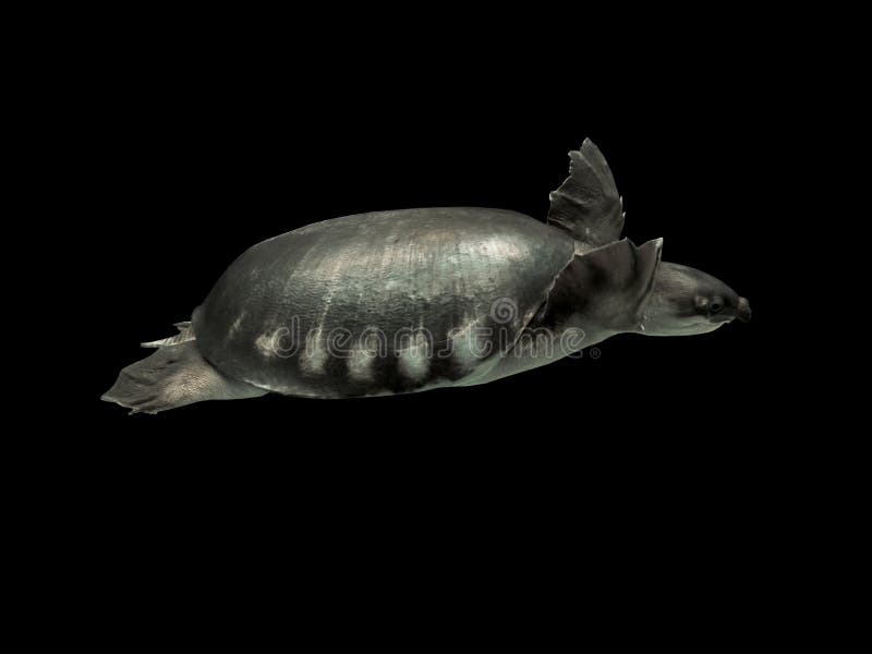 Turtle black background stock photo. Image of green - 116653034