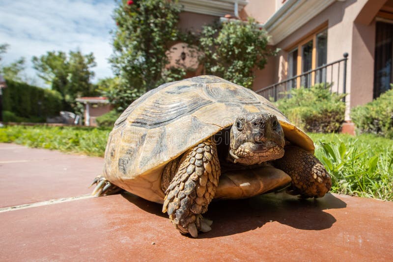 Turtle in Backyard. Turtle Walking in the Garden Stock Photo - Image of ...