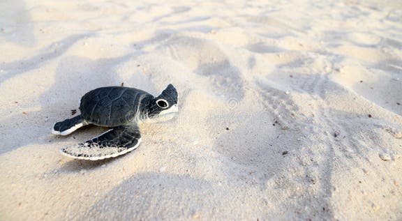Turtle Balls on the White Beach Stock Photo - Image of graphic, icon ...