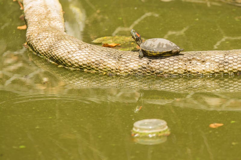 Turtle Basking on Floating Log Stock Photo - Image of floating ...