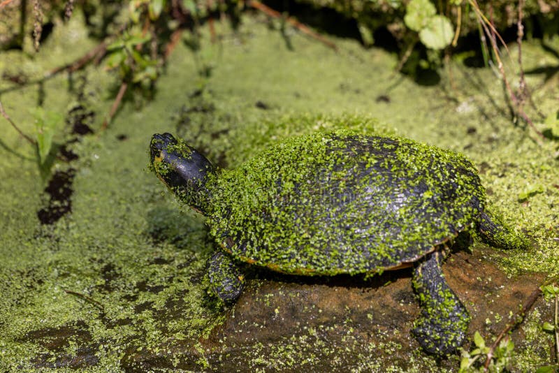 Turtle Basking on Green Pond Vegetation. Stock Photo - Image of basking ...