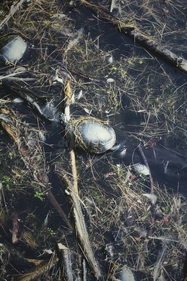 Baby Turtle Basking Stock Photos - Free & Royalty-Free Stock Photos ...