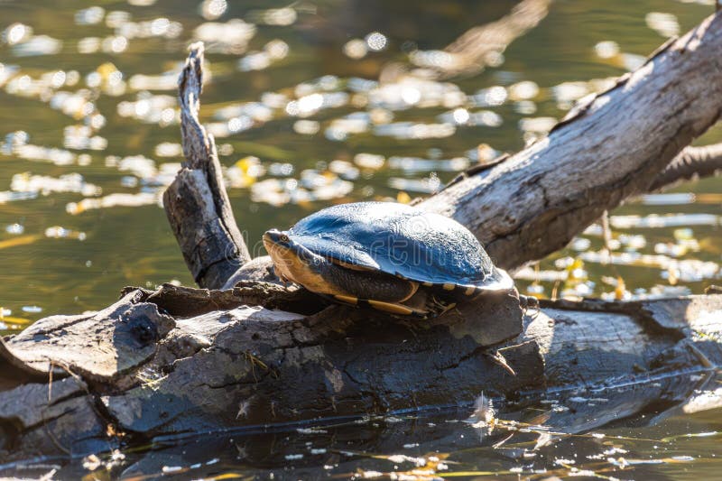 Turtle Basking Sunlit Log Pond Stock Photos - Free & Royalty-Free Stock ...