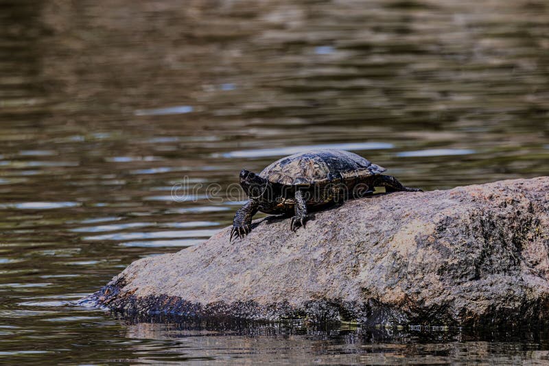 Turtle Basking on a River Rock. Stock Photo - Image of shell, water ...