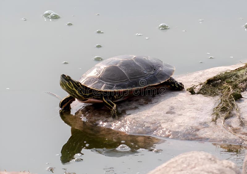Turtle Basking on a Rock by the Water S Edge with a Reflection in the ...