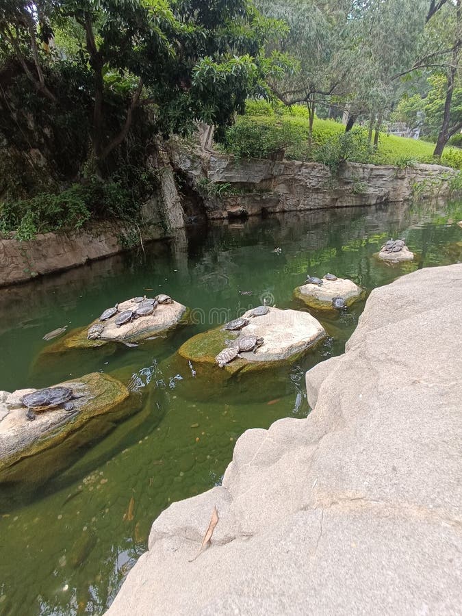Turtle Basking in the Sun on a Rock Stock Image - Image of wild, garden ...