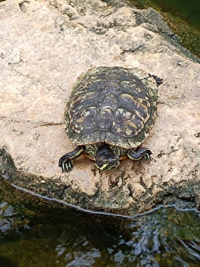 Turtle Basking in the Sun on a Rock Stock Photo - Image of reptiles ...