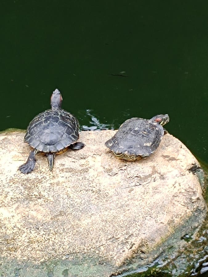 Turtle Basking in the Sun on a Rock Stock Image - Image of lizard, pond ...