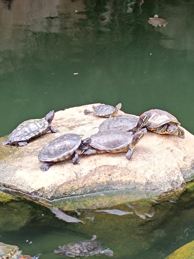 Turtle Basking in the Sun on a Rock Stock Photo - Image of reptile ...