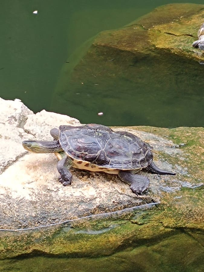 Turtle Basking in the Sun on a Rock Stock Image - Image of beautiful ...