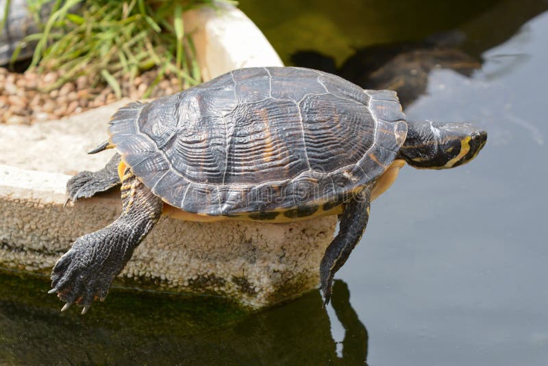 Turtle Basking in the Sun on the a Log Stock Photo - Image of turtles ...