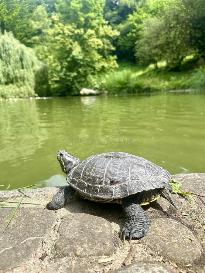 The Turtle is Basking in the Sun Stock Photo - Image of natural, green ...