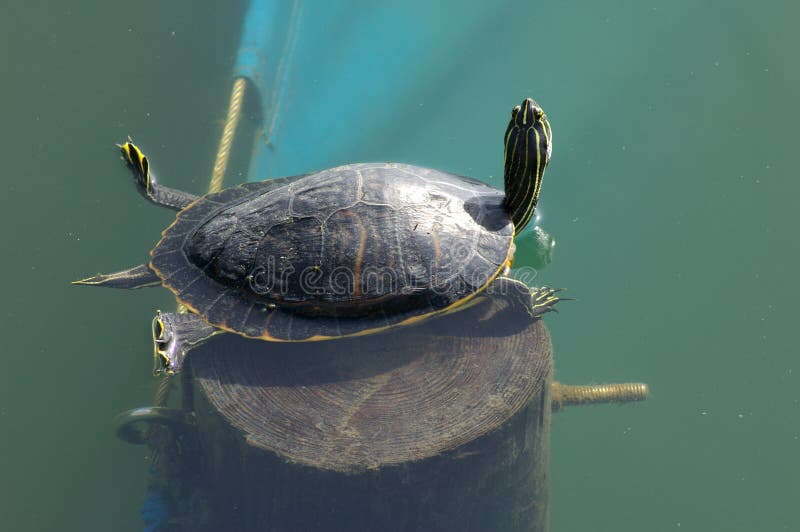 Turtle Bathing in the Sun stock image. Image of gulf, parks - 1015829