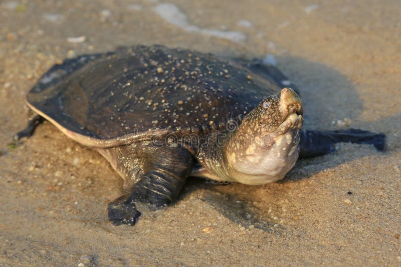 Turtle on the beach stock image. Image of paradise, peace - 99767875