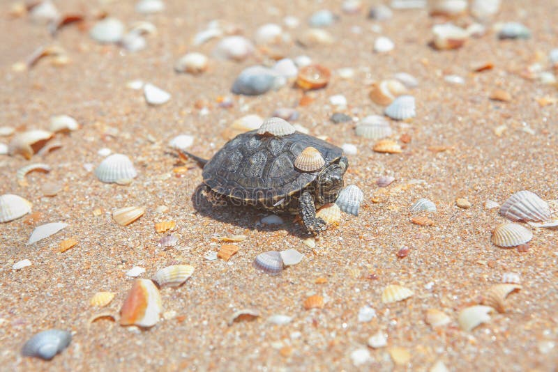 Turtle on the Beach with Shells Stock Image - Image of water ...