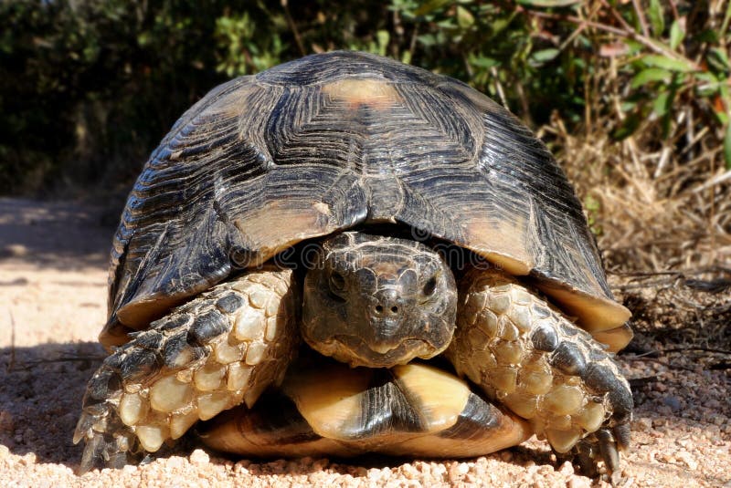 Turtle stock photo. Image of shell, animal, tortoise - 39181674