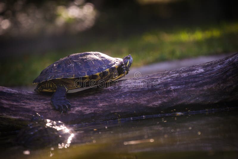 Turtle Beautiful in the Nature Stock Image - Image of wildlife, park ...