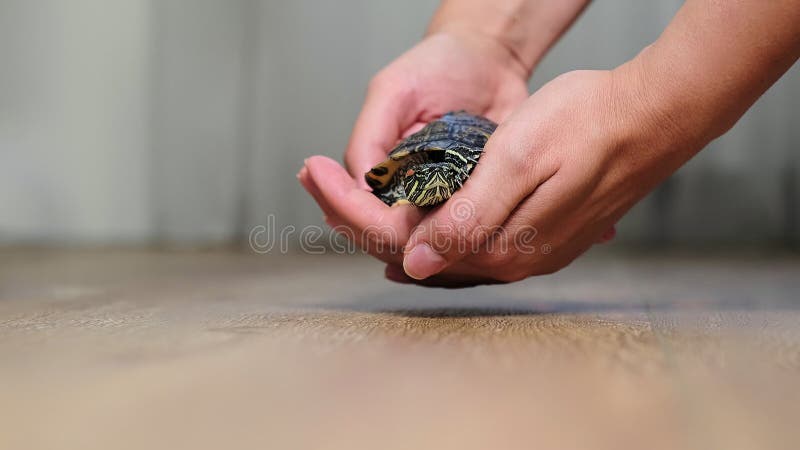 A Turtle is Being Gently Held in a Hand, Resting on a Smooth Wooden ...