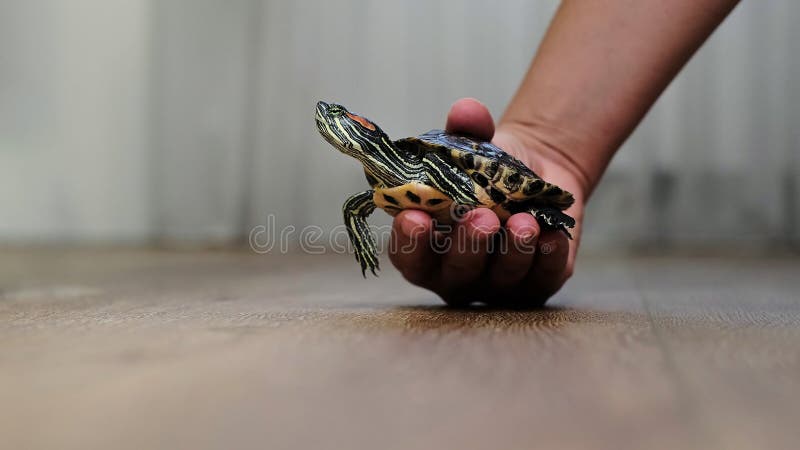 A Turtle is Being Gently Held in a Hand, Resting on a Smooth Wooden ...