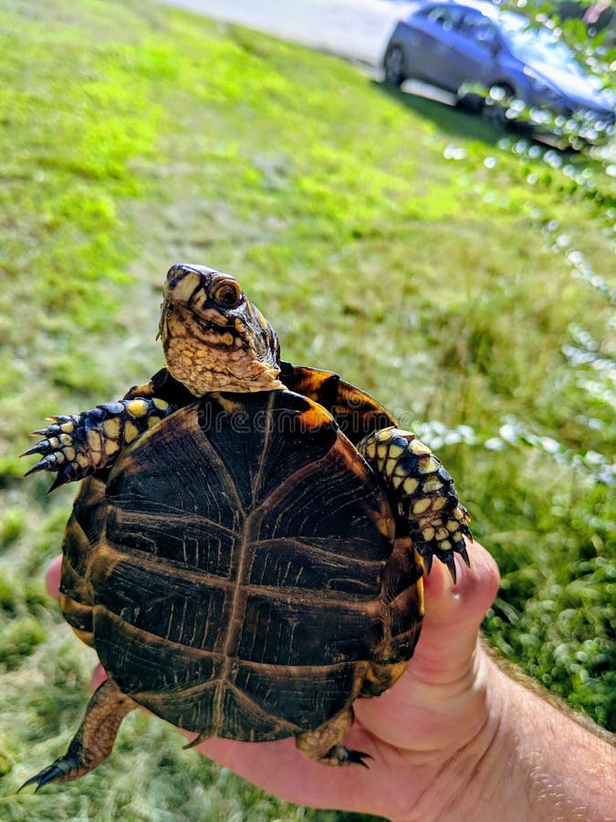 Turtle Coming Out Shell Stock Photos - Free & Royalty-Free Stock Photos ...