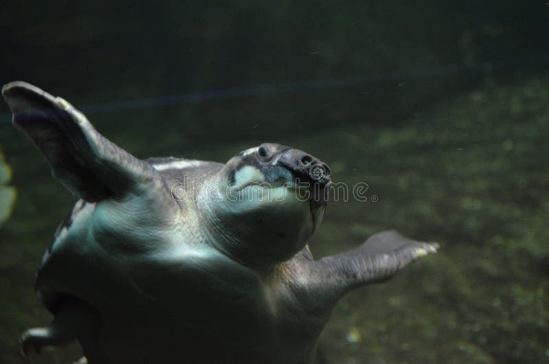 A Turtle, a Berlin Aquarium, Germany Stock Photo - Image of reef ...