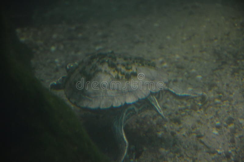 A Turtle, a Berlin Aquarium, Germany Stock Photo - Image of aquarium ...