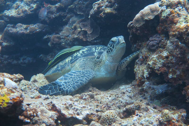 A turtle stock image. Image of conger, extreme, fish - 73793461