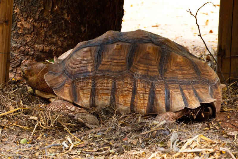 Turtle big on the ground stock photo. Image of tortoise - 178700346