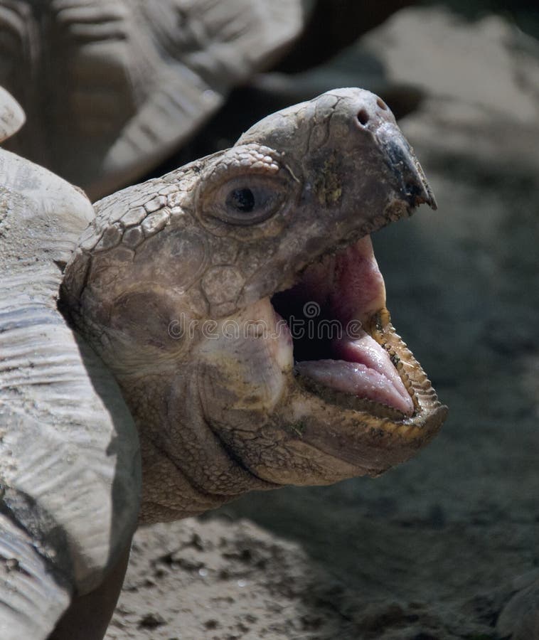 Big Turtle With Open Mouth On The Grass Stock Image - Image of color ...