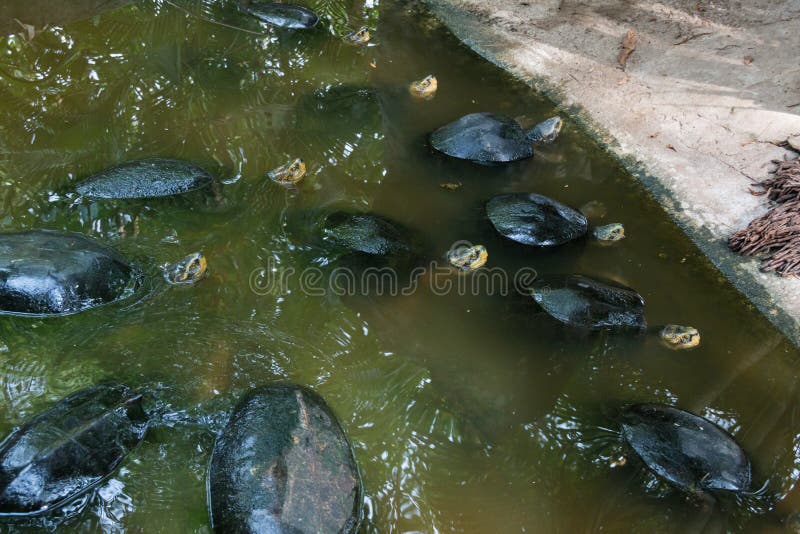 Turtle stock photo. Image of morning, pool, large, wild - 72176800