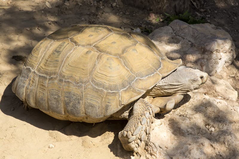 Turtle stock photo. Image of carapace, saurian, wild - 42935640