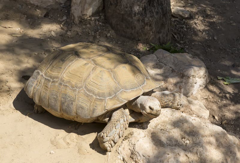 Turtle stock photo. Image of zoology, species, herman - 42973328