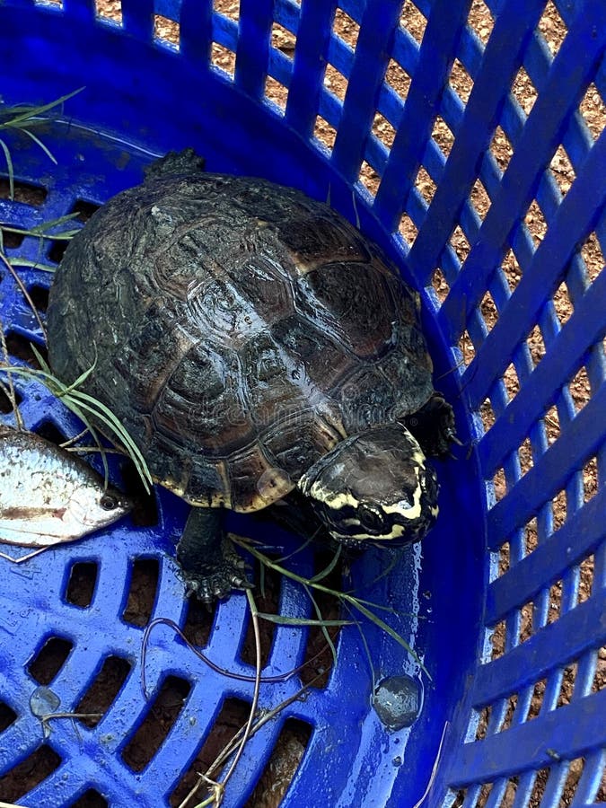 Turtle in the blue basket stock photo. Image of wildlife - 284633584