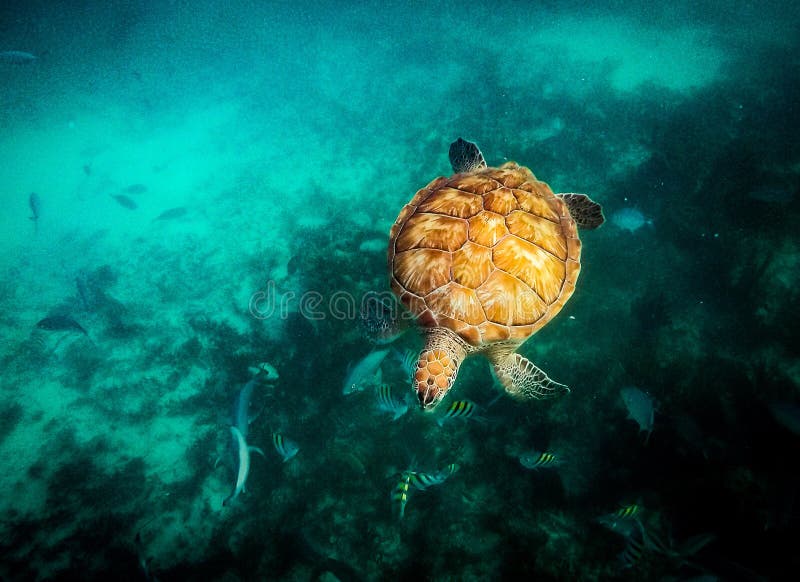 Turtle in blue sea stock photo. Image of enviroment - 108186352