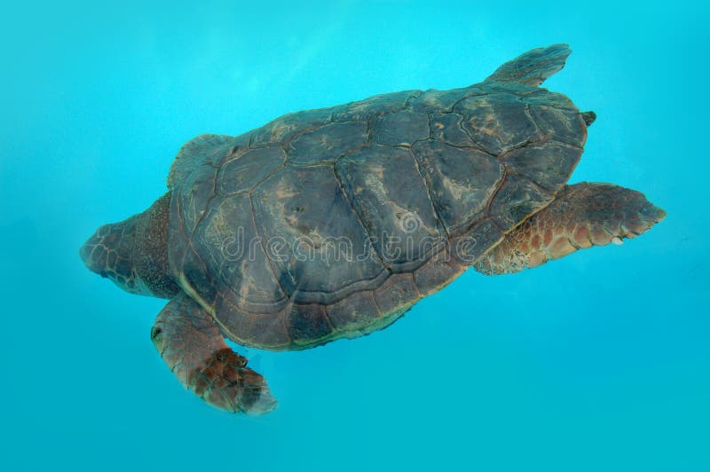 Turtle at blue water stock image. Image of tropical, ocean - 13370479