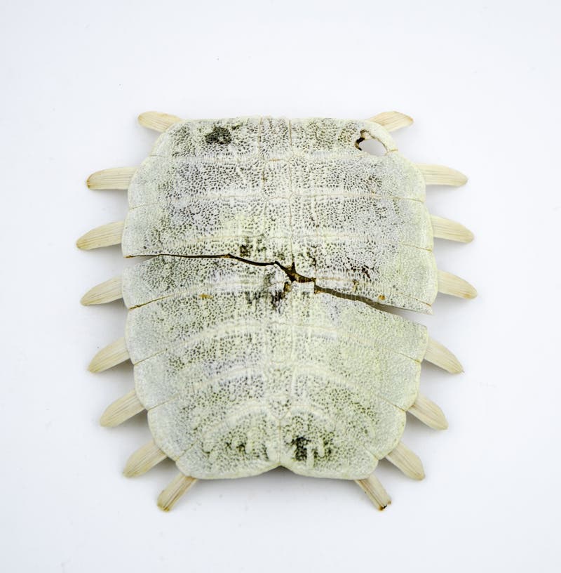 Turtle bone stock image. Image of stilllife, animals - 38566061
