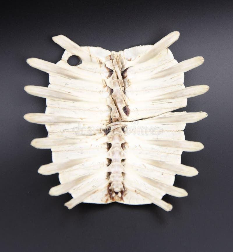 Sea Turtle Bones on a Sandy Beach Stock Image - Image of kiribati, sand ...