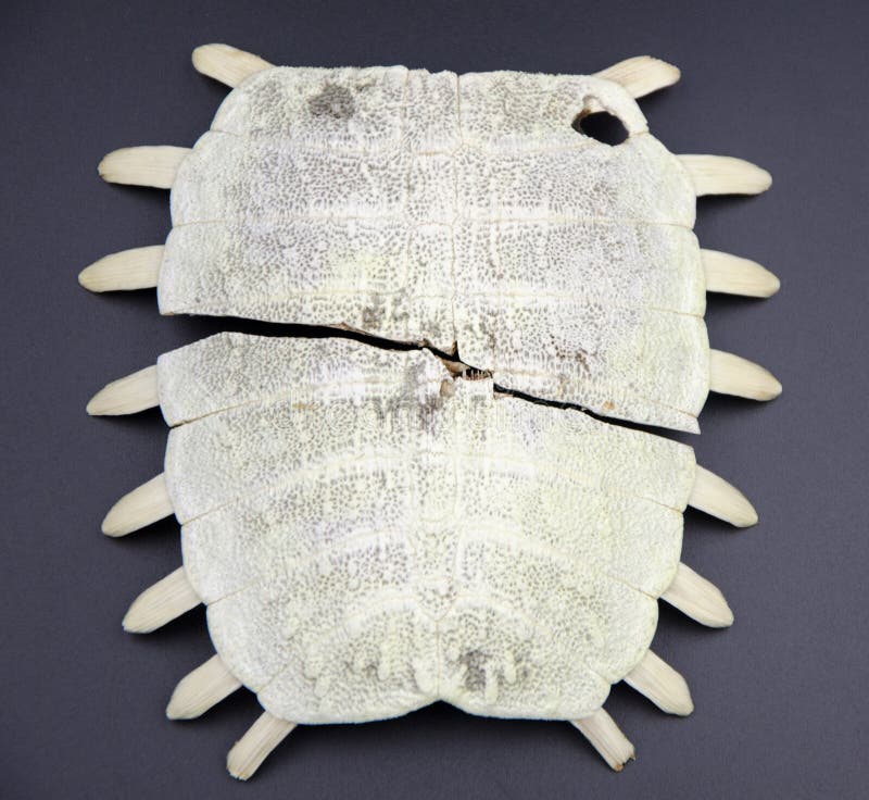Turtle bone stock image. Image of animal, turtle, amphibious - 38664923