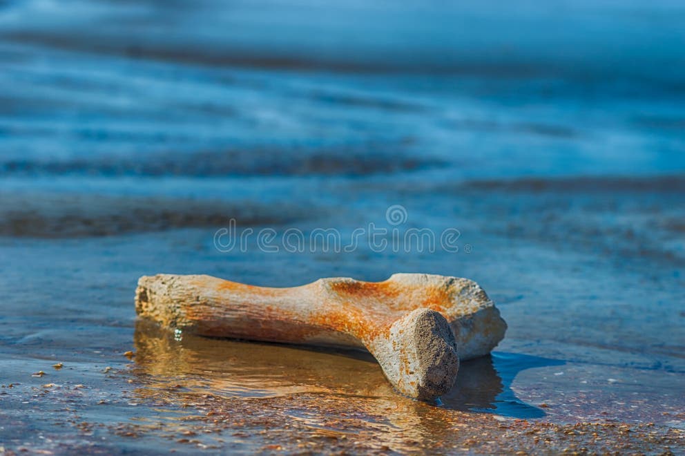 Turtle Bone stock photo. Image of turle, beach, washed - 58557106