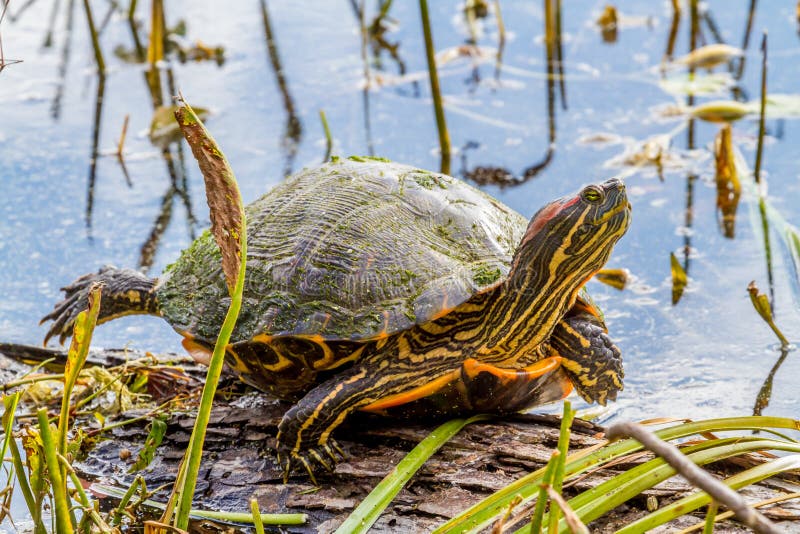 Texas turtle stock photo. Image of sunbathing, bend, brazos - 43838412
