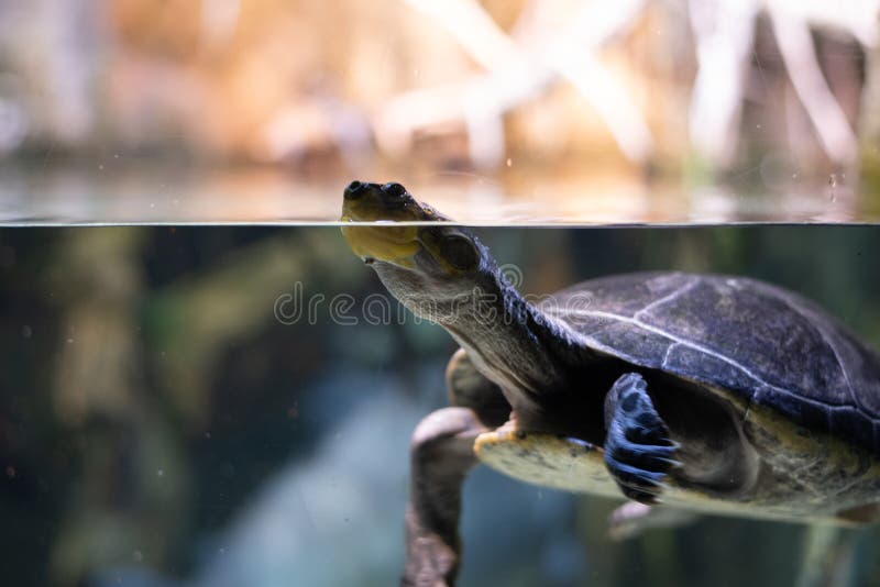 Turtle Breathing in a River Stock Photo - Image of reptile, protection ...