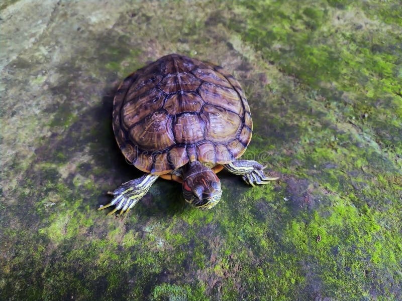 Turtle with brown shell stock photo. Image of element - 221579078