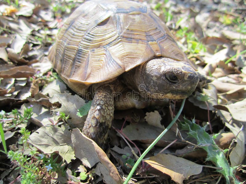 -a turtle camouflaged stock image. Image of animal, camouflaged - 174983867