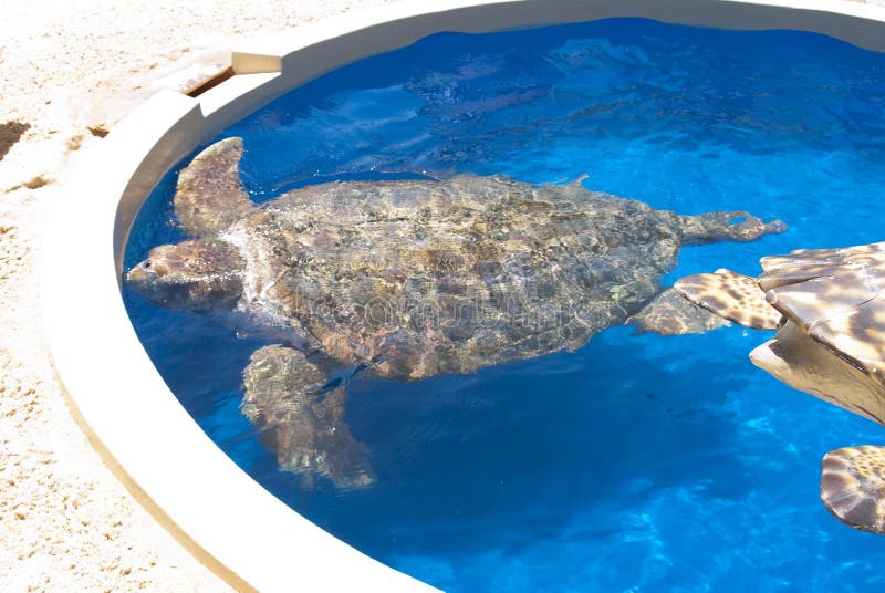 Turtle in Captivity stock image. Image of organism, water - 11960505