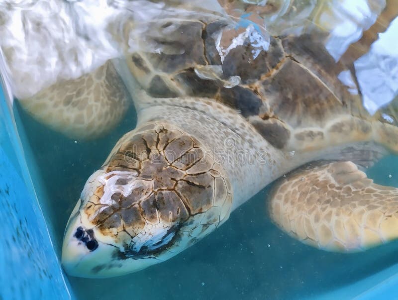 A turtle is in captivity stock photo. Image of beach - 297491628
