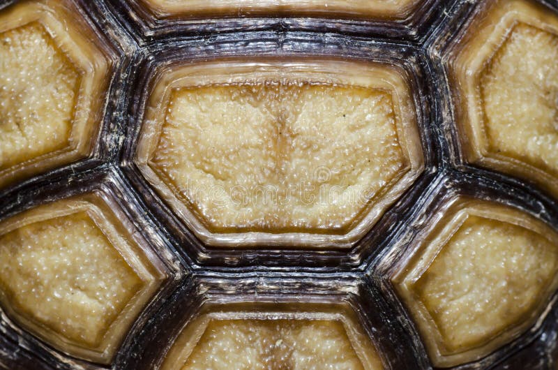 Turtle Carapace Closed Up Picture. Stock Image - Image of rough, nature ...