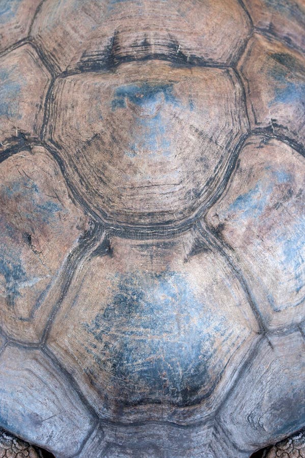 2,144 Turtle Shell Texture Stock Photos - Free & Royalty-Free Stock ...